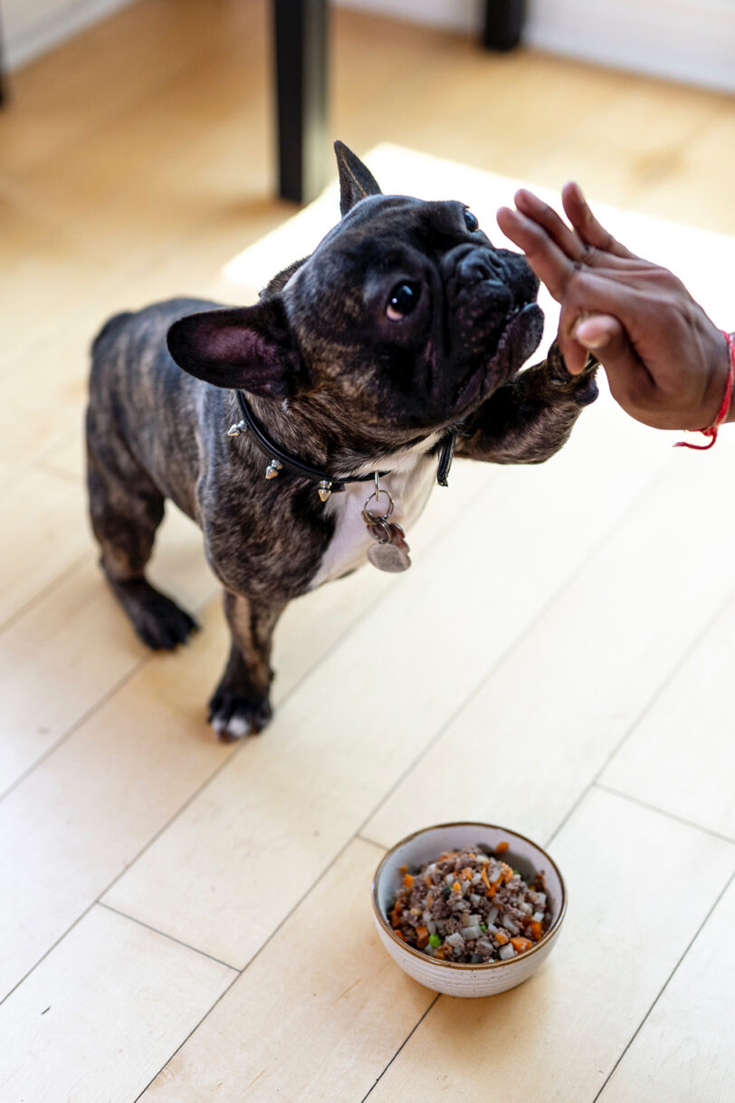 Toys for French Bulldogs, the ultimate guide to Frenchie toys and ...